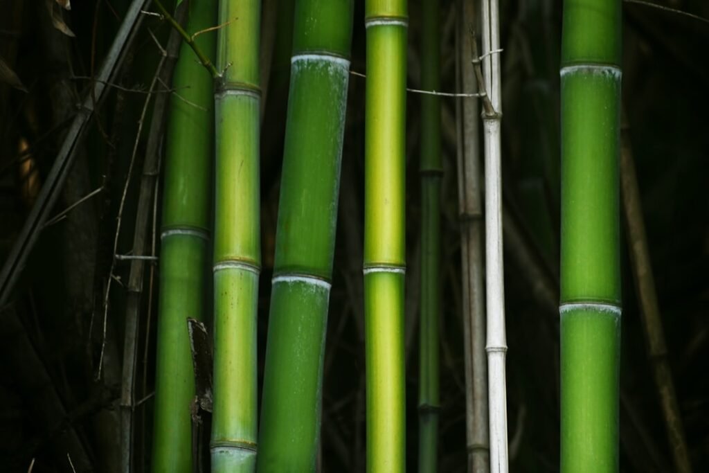 Beyond Wood: How Bamboo and Jute Outperform Traditional Renewable ...