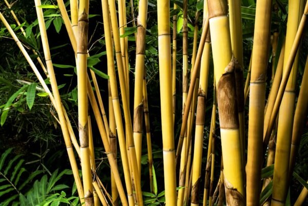 Introducing Aegle Sriphal’s Bamboo Travel Kit: Sustainable Essentials ...