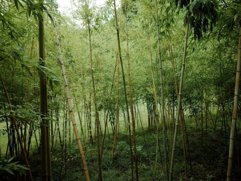 Life Cycle Assessment of Bamboo and Jute Products: Aegle Sriphal’s Low ...