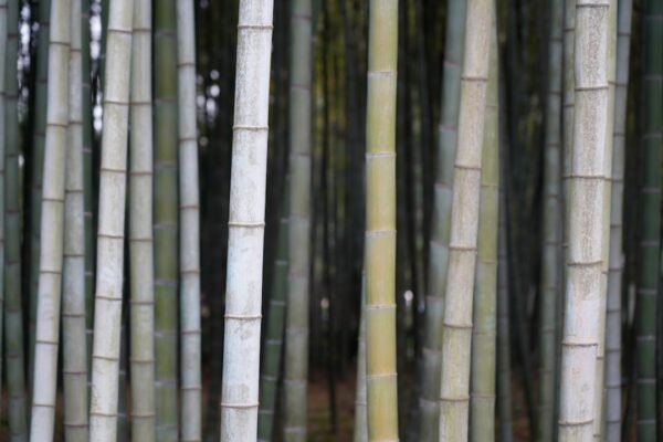 Why FSC-Certified Bamboo Notepads and Wall Art Are the Future of ...